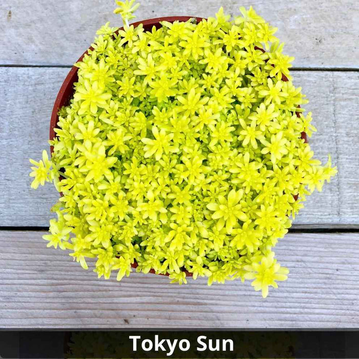 Sedum japonicum ‘Tokyo Sun’ 4” – Old Garden Shop
