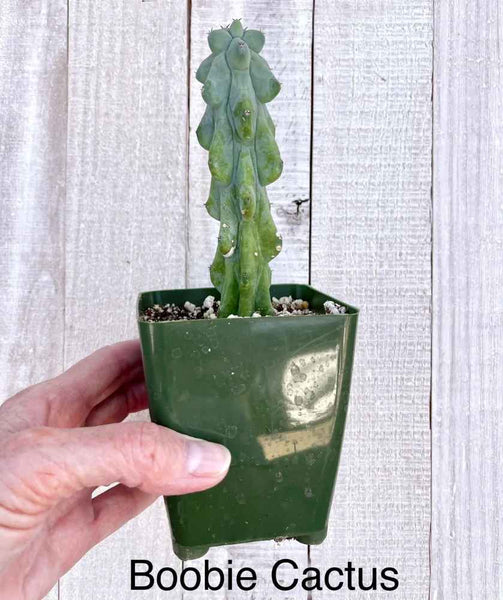 Rare Boobie Cactus – Old Garden Shop