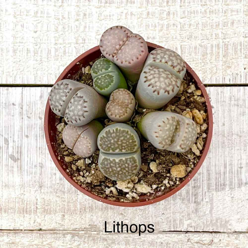 Rare Lithop Collection